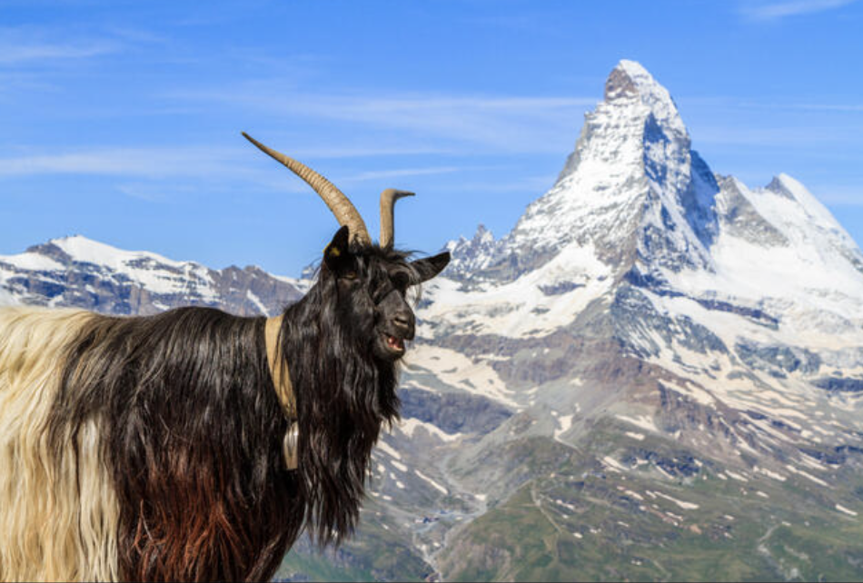 Chia Yi Yen - Data Analyst